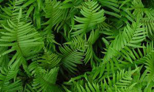 Calaguala Plant Health Benefits - Natural Health Message