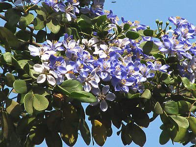 Lignum Vitae Tree Health Benefits - Excellent Balsamic And Depurative