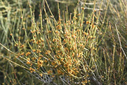 Mormon Tea Plant Health Benefits - Natural Health Message