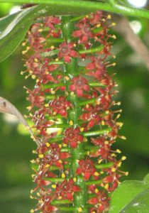 Jaborandi Plant Health Benefits