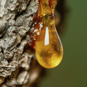 Amazing Mastic Tree Pros And Cons